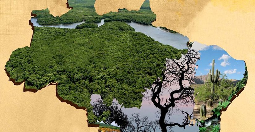 A Importância de se Conhecer o Bioma Antes do Inventário Florestal