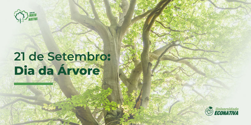 21 de Setembro: Dia da Árvore