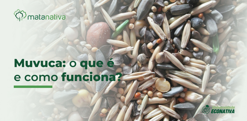 Muvuca: O Que é e Como Funciona? - Software Mata Nativa
