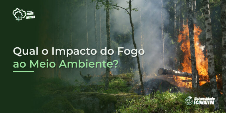 Qual o Impacto do Fogo ao Meio Ambiente? - Software Mata Nativa